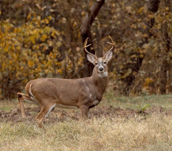 Randolph County had second-highest total of deer harvested in WV | News ...